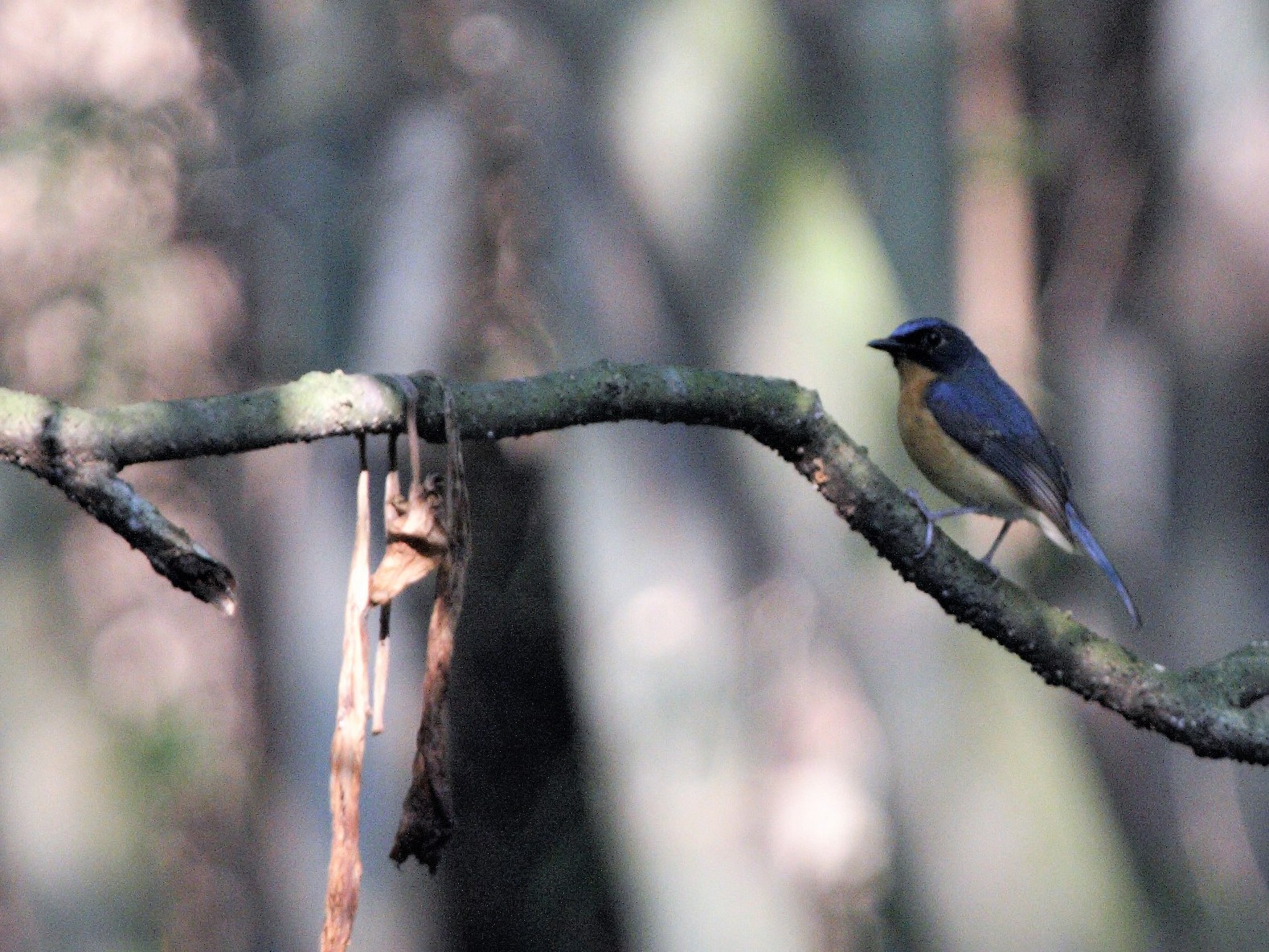 Javan Blue Flycatcher - eBird