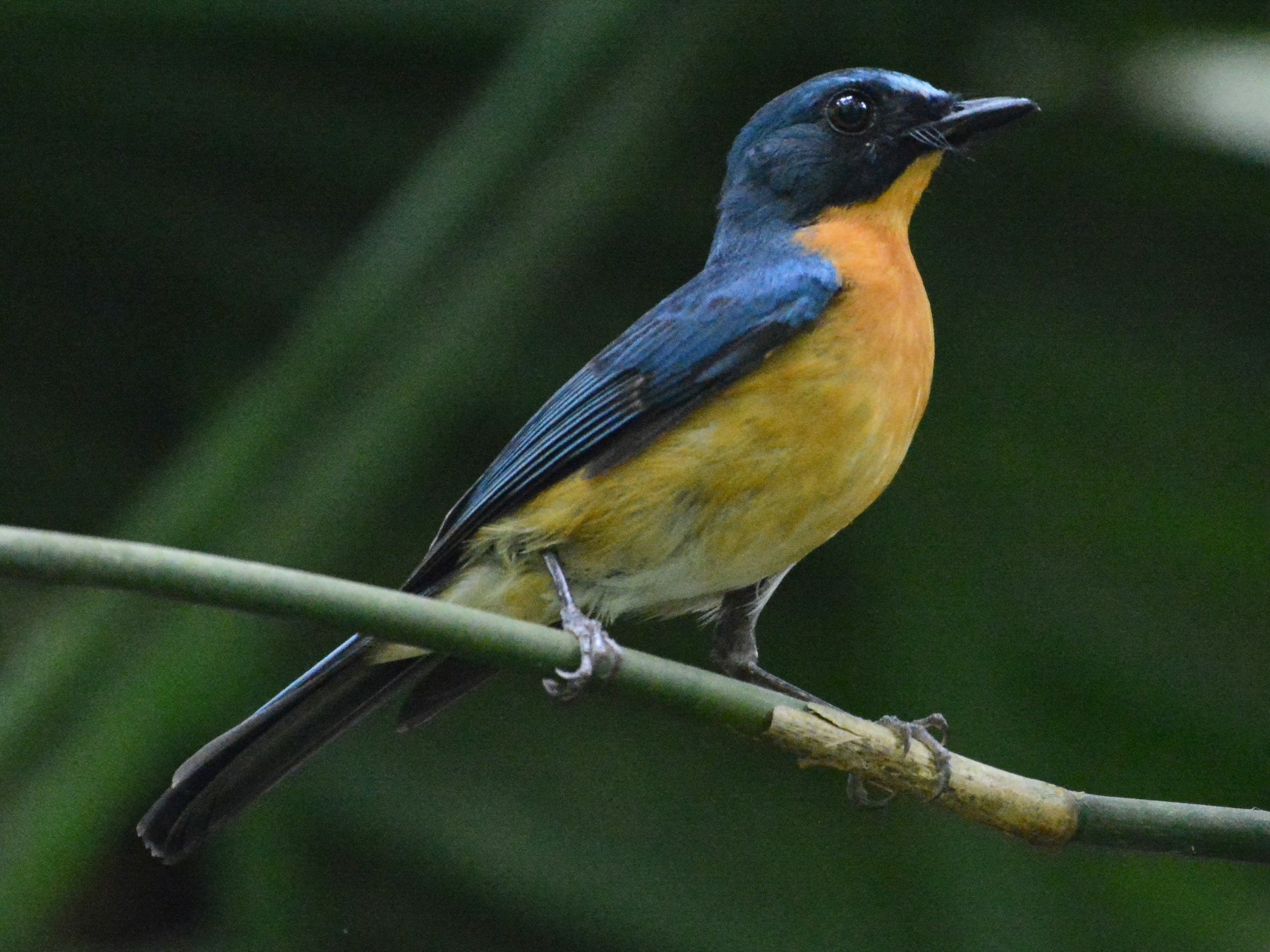 Javan Blue Flycatcher - eBird