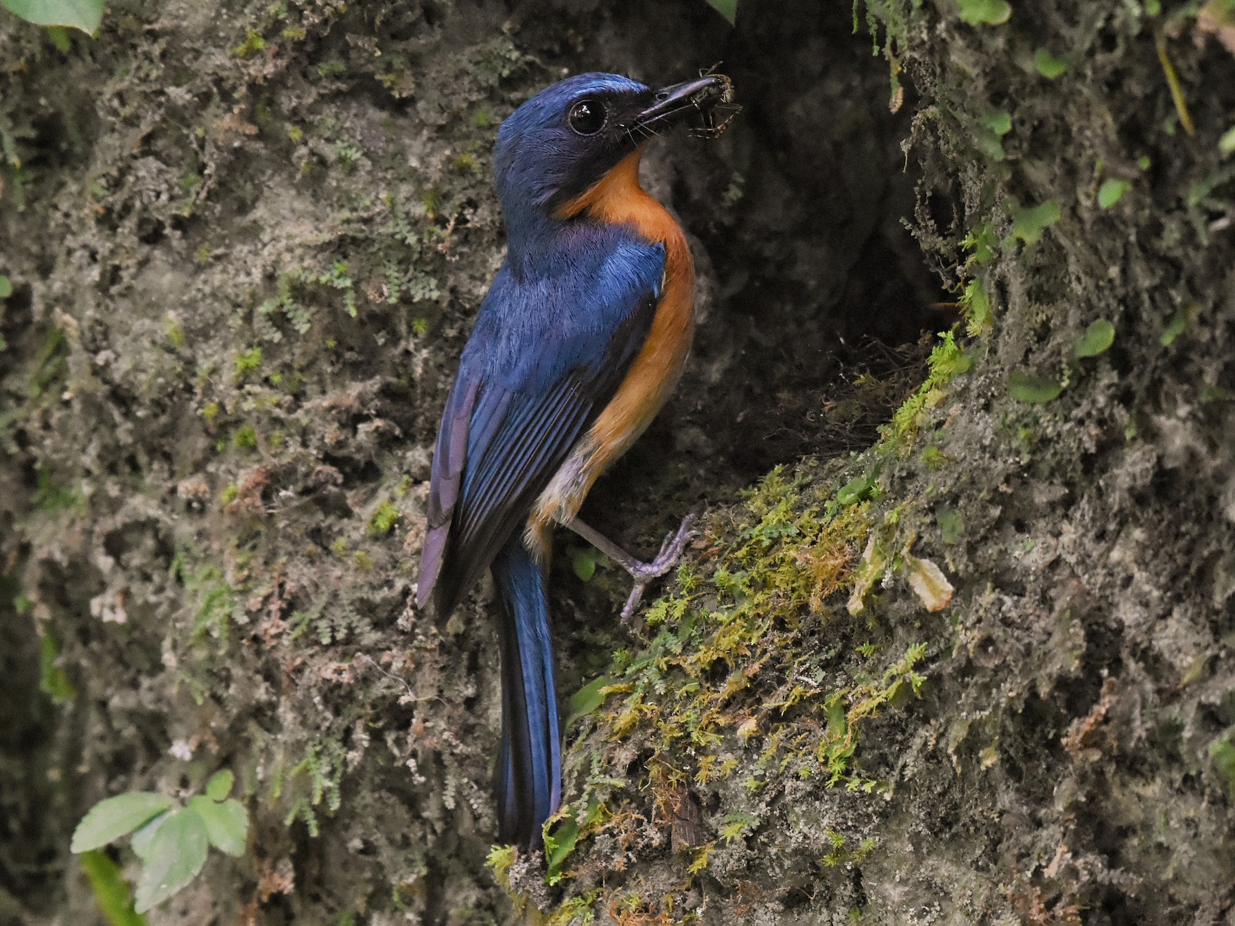 Javan Blue Flycatcher - eBird