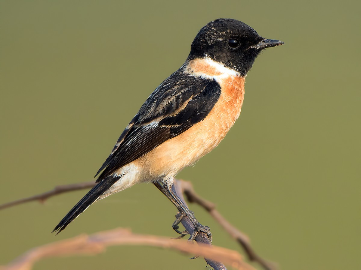Amur Stonechat - Saxicola stejnegeri - Birds of the World