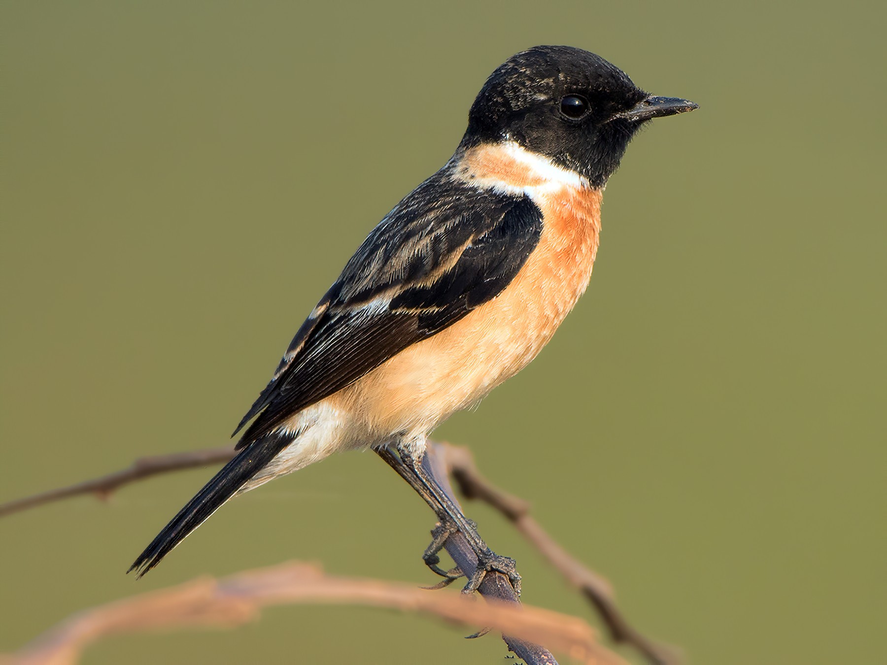 Amur Stonechat - eBird
