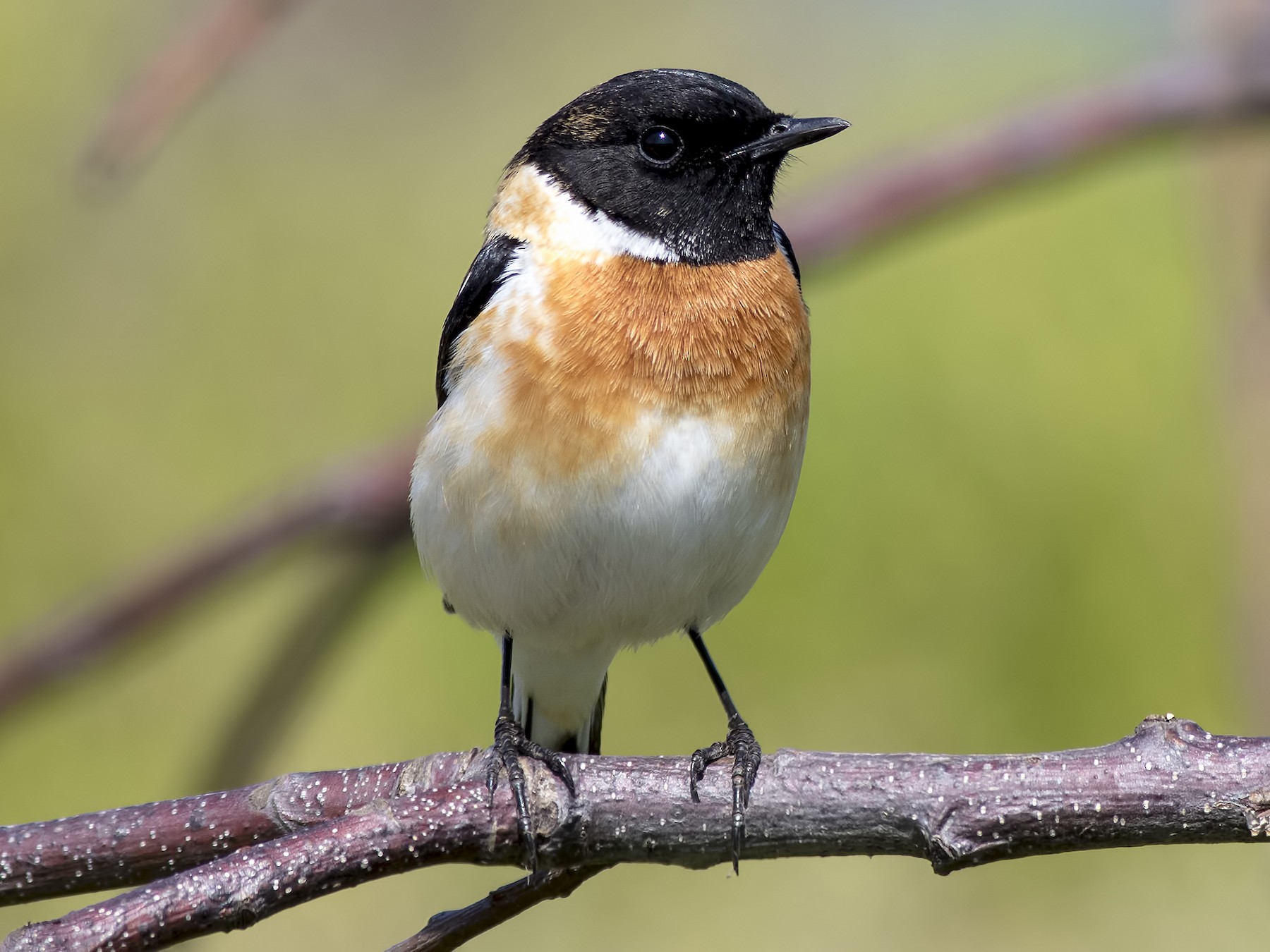 Siberian Stonechat - eBird