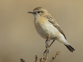 Siberian Stonechat - eBird