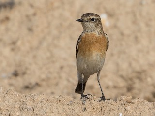 Siberian Stonechat - eBird