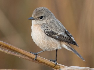 Siberian Stonechat - eBird