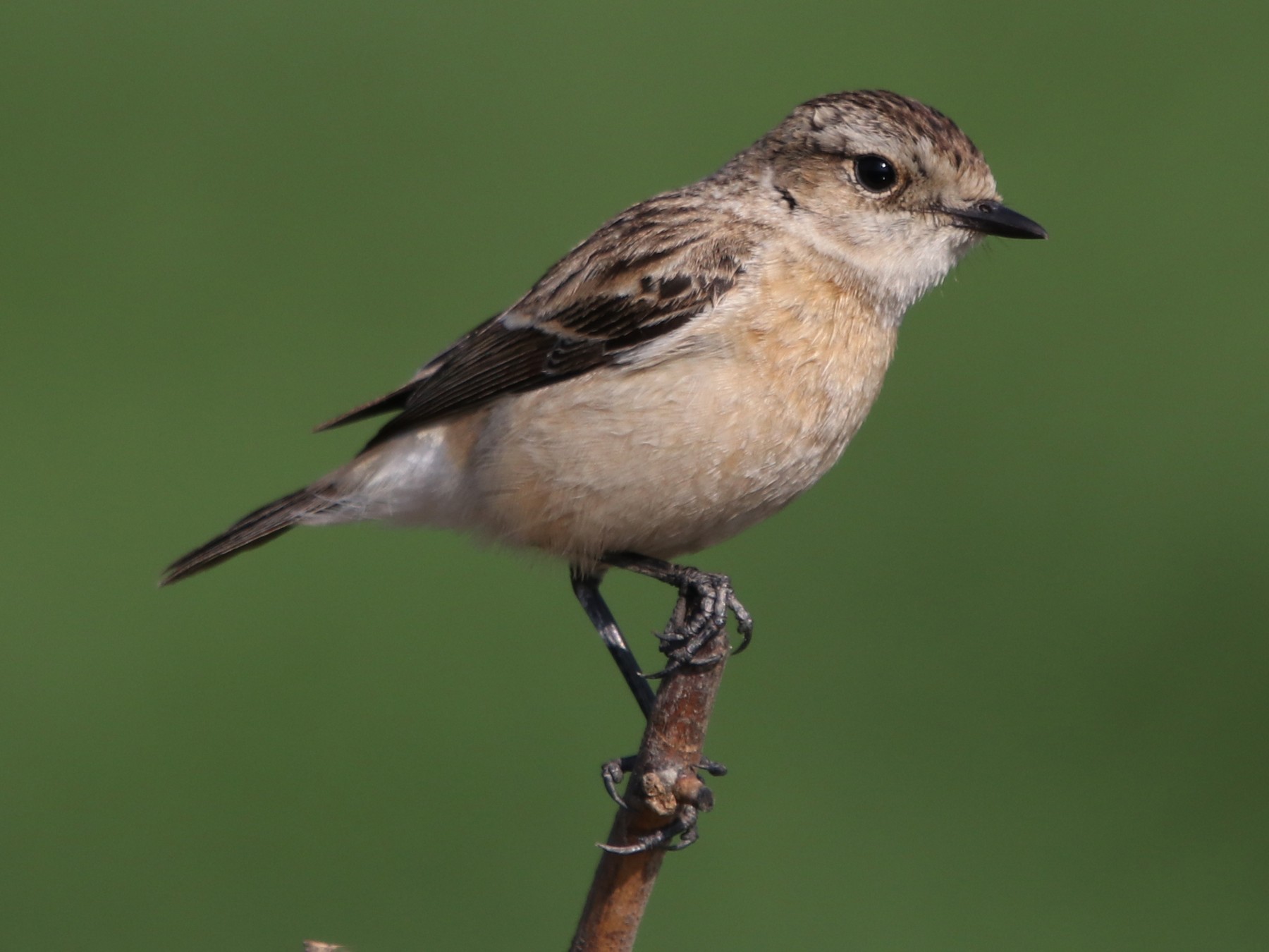 Siberian Stonechat - eBird