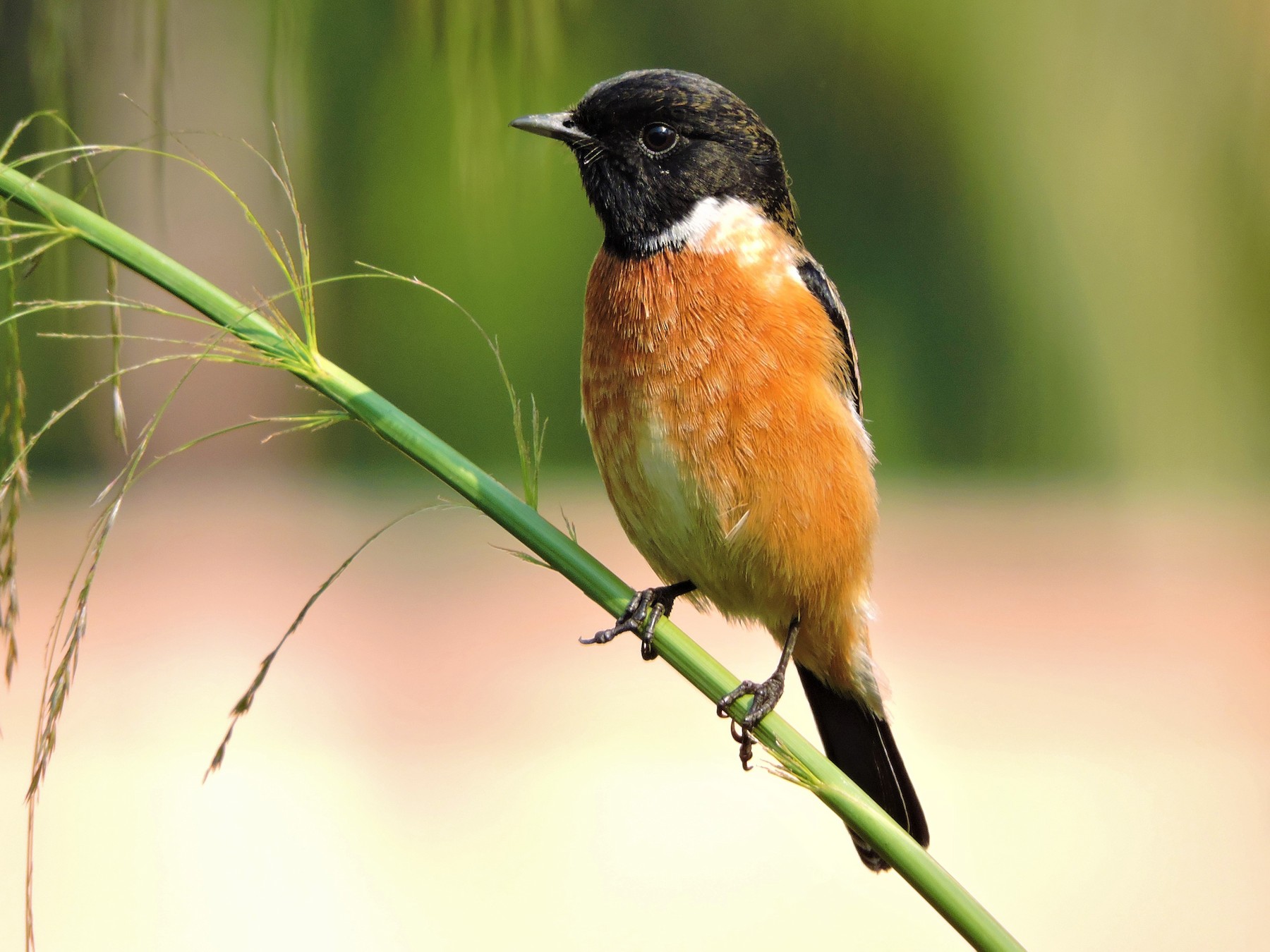 Siberian Stonechat - eBird