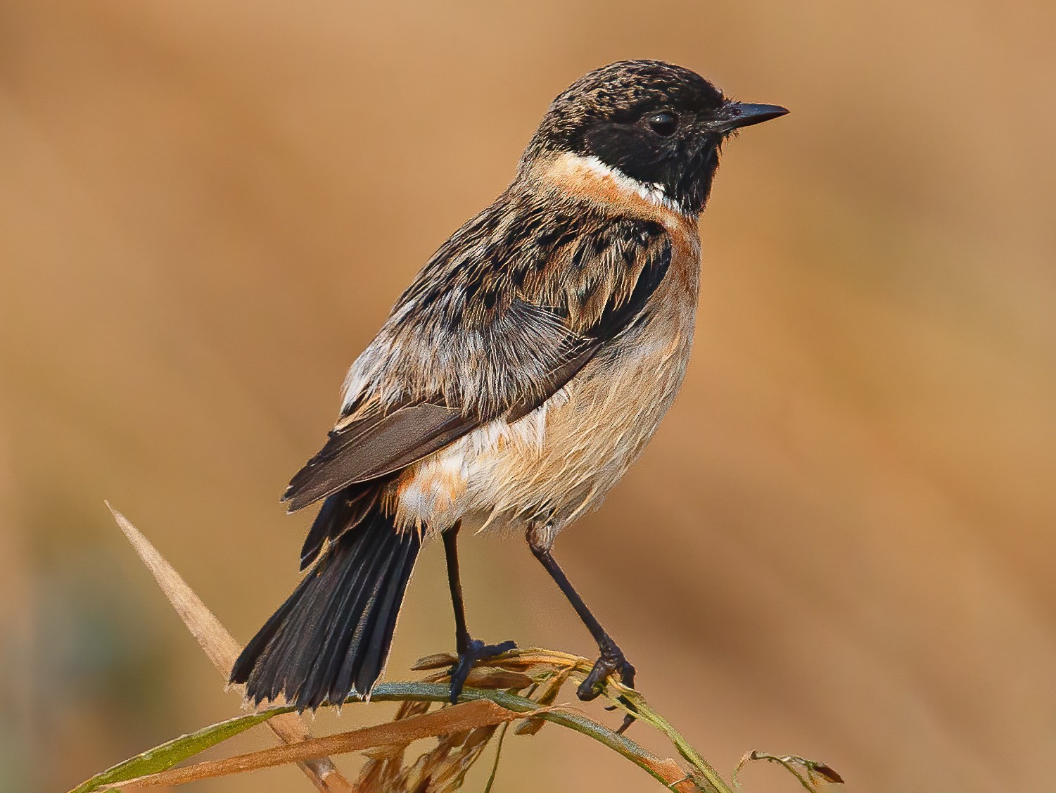 Siberian Stonechat - eBird