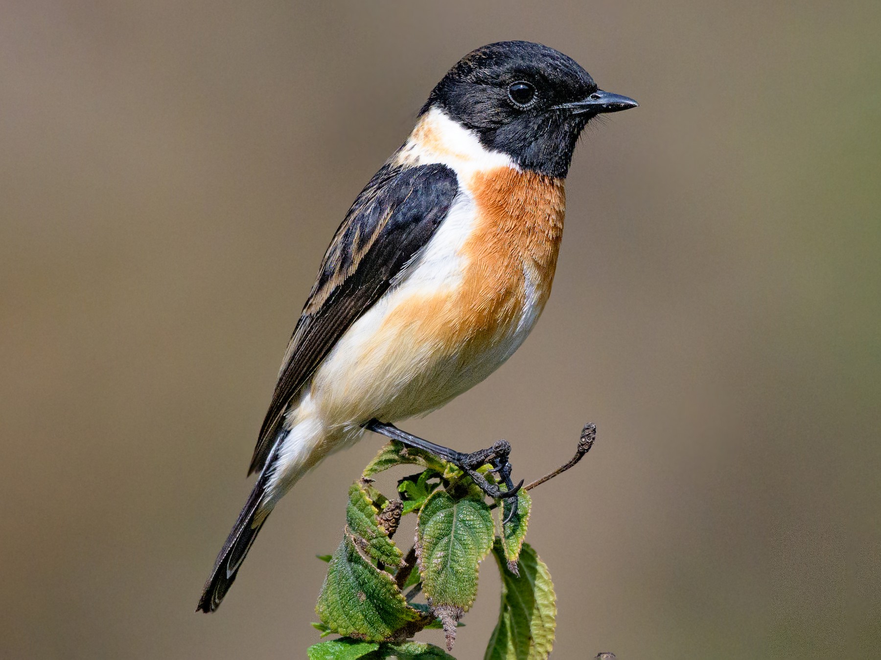 Siberian Stonechat - eBird