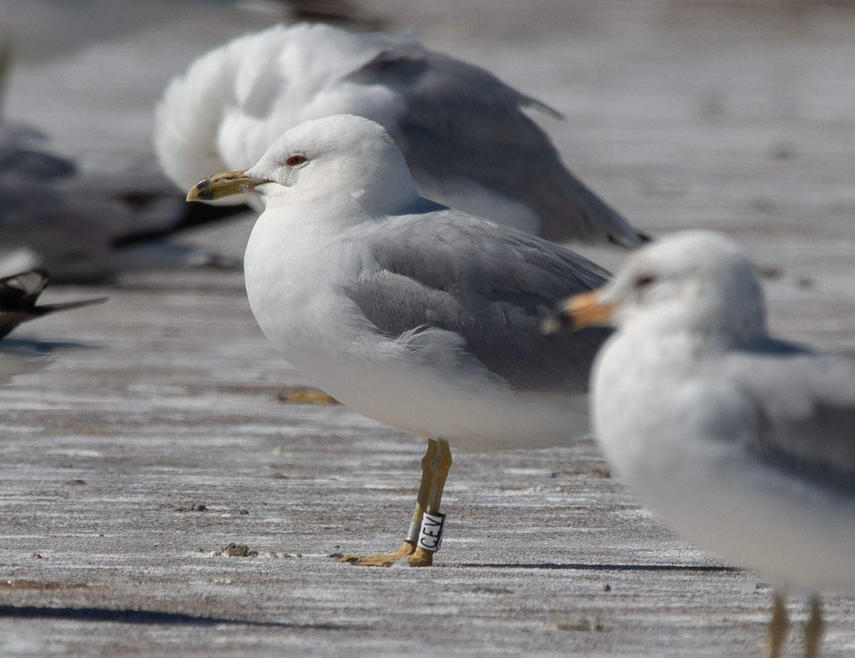 New York Breeding Bird Atlas Checklist - 15 Jun 2021 - Olcott Pier - 8 ...