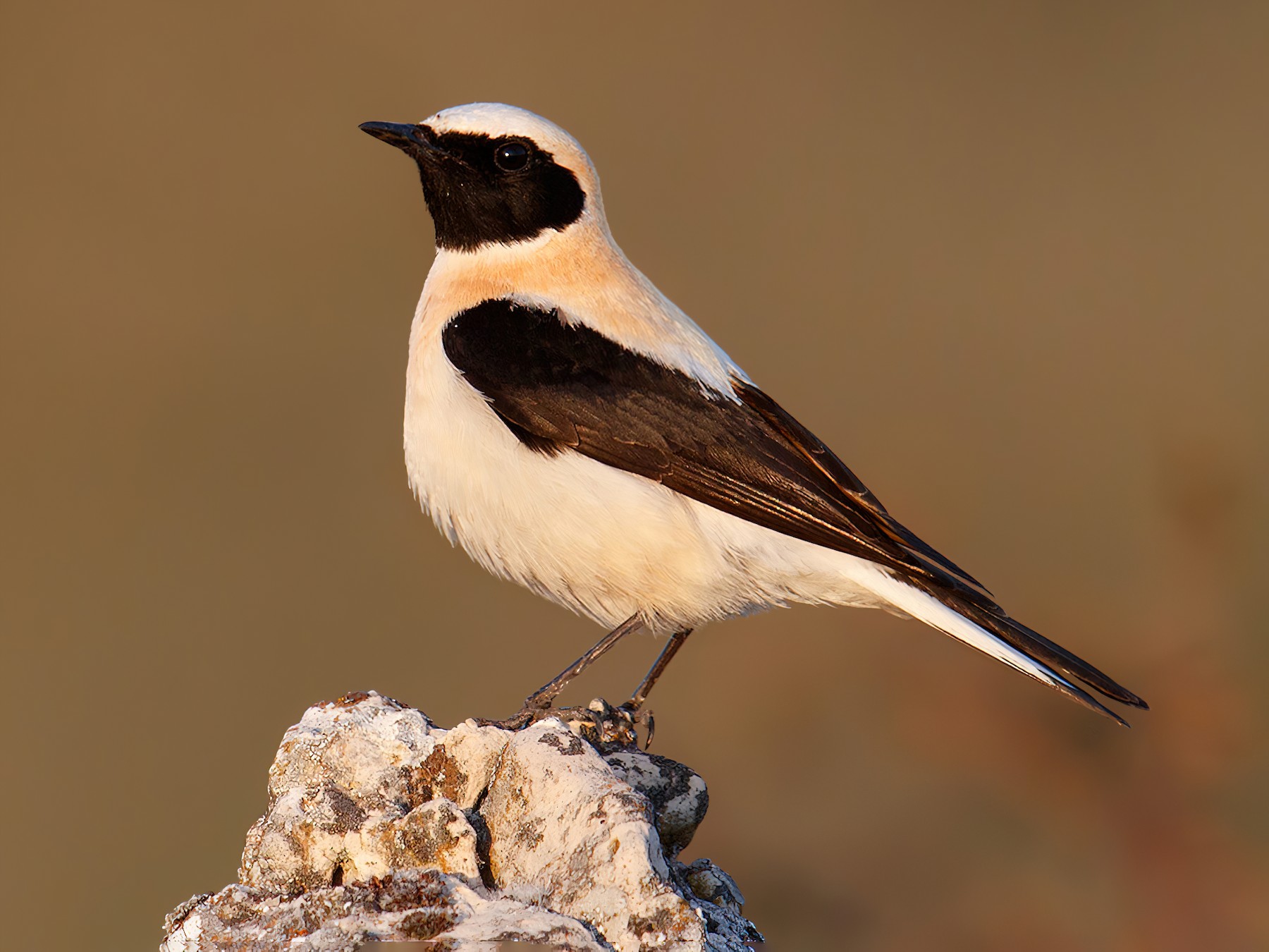 Western Black-eared Wheatear - eBird