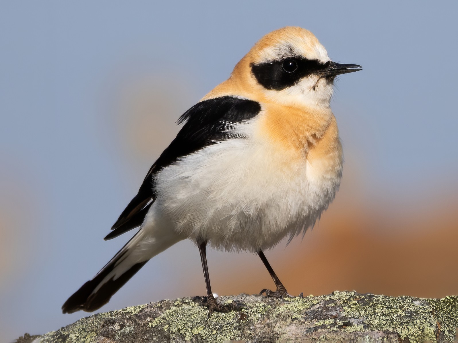 Western Black-eared Wheatear - eBird