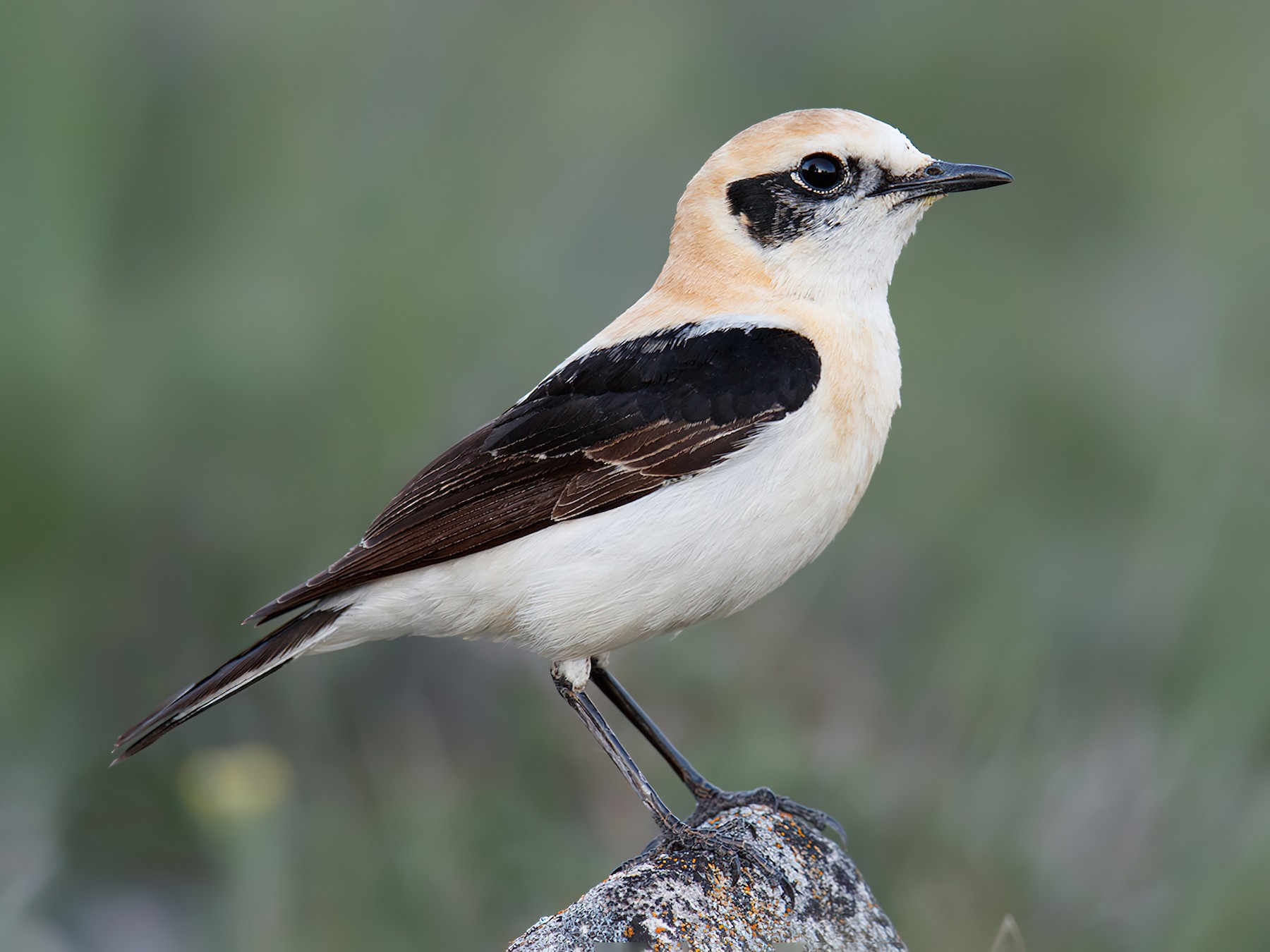 Western Black-eared Wheatear - eBird