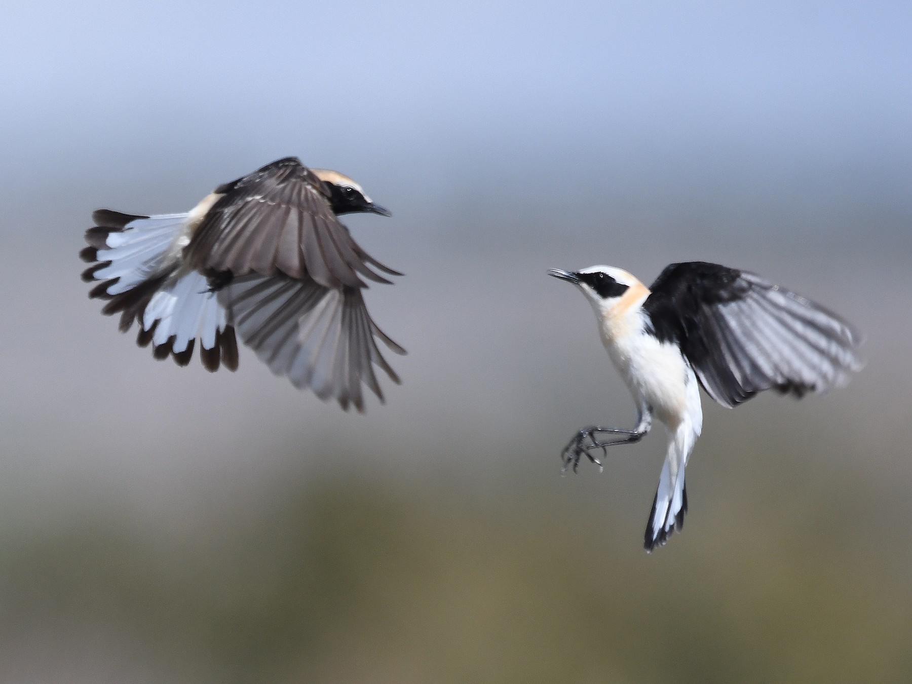 Western Black-eared Wheatear - eBird
