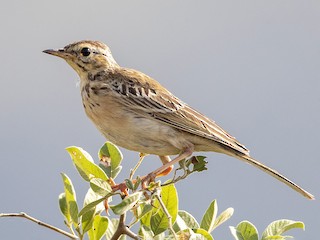 Nicholson's Pipit - eBird