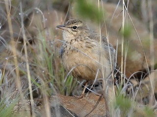 Nicholson's Pipit - eBird