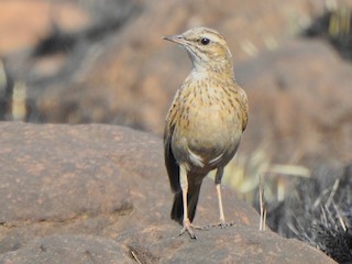 Nicholson's Pipit - eBird