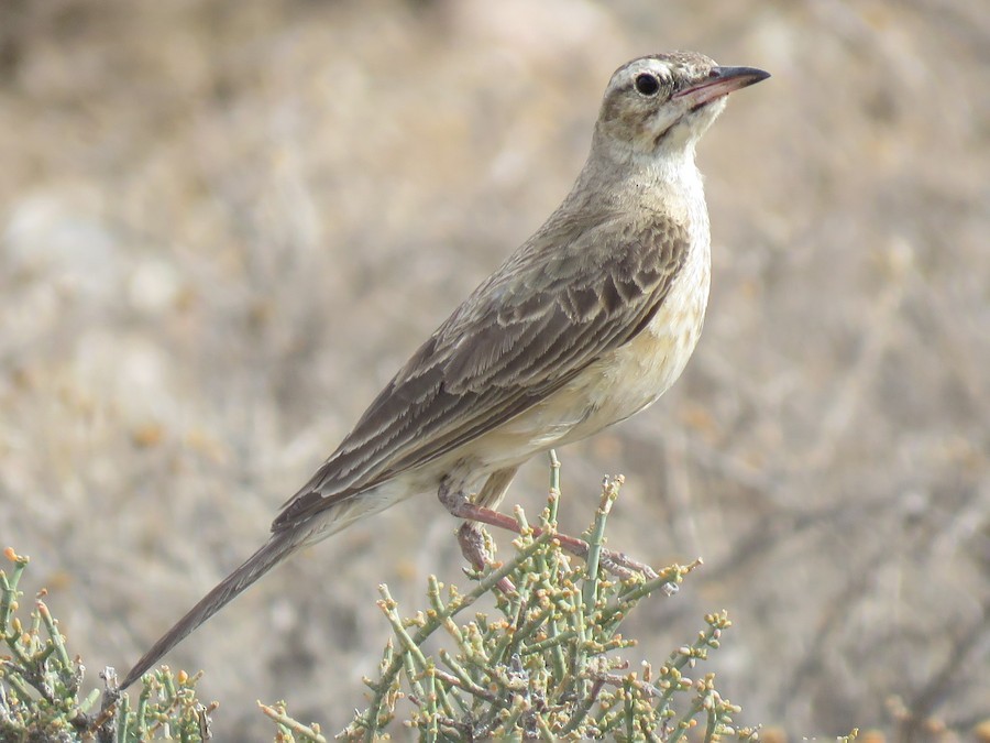 Nicholson's Pipit - eBird