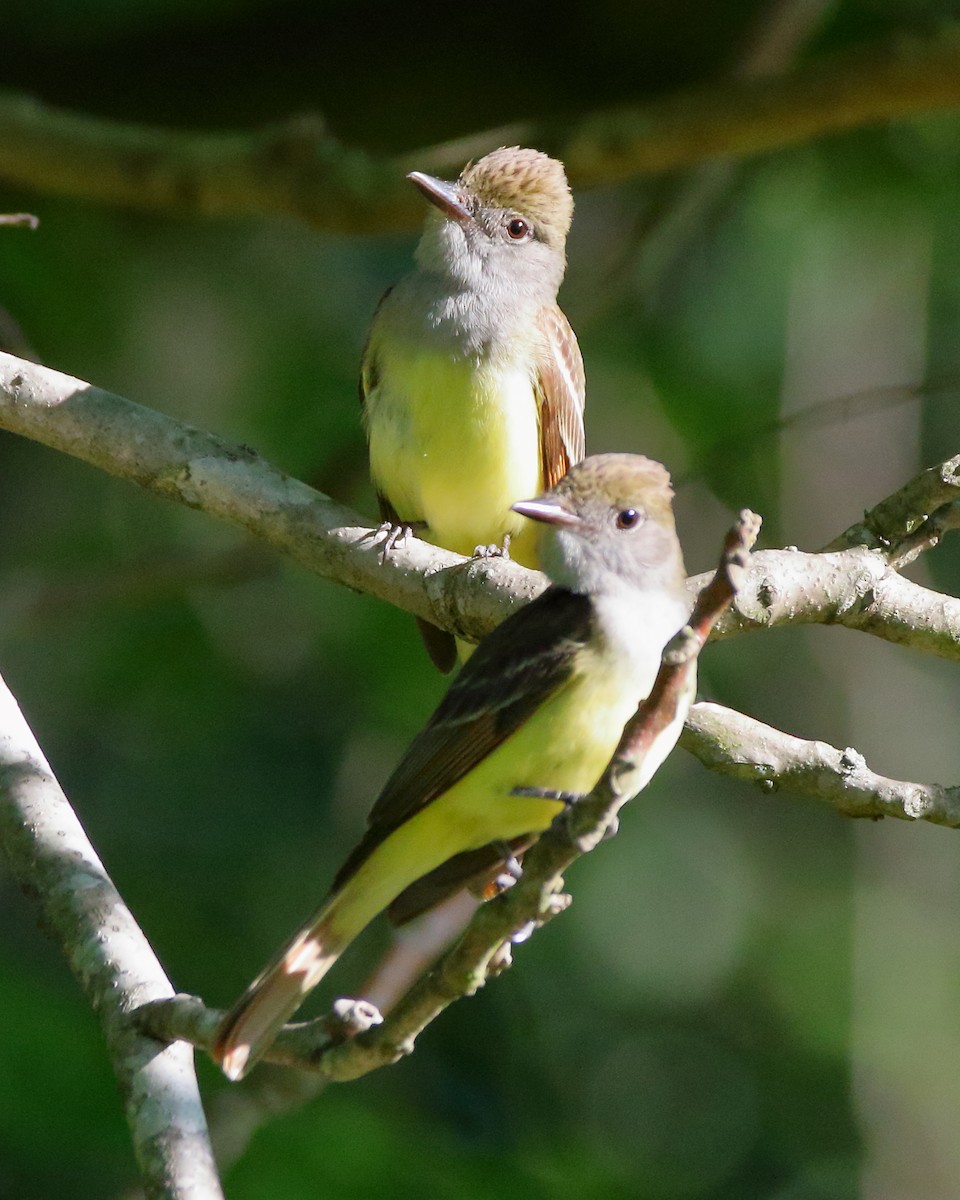 Maryland-DC Breeding Bird Atlas Checklist - 16 Jun 2021 - Deer Creek ...