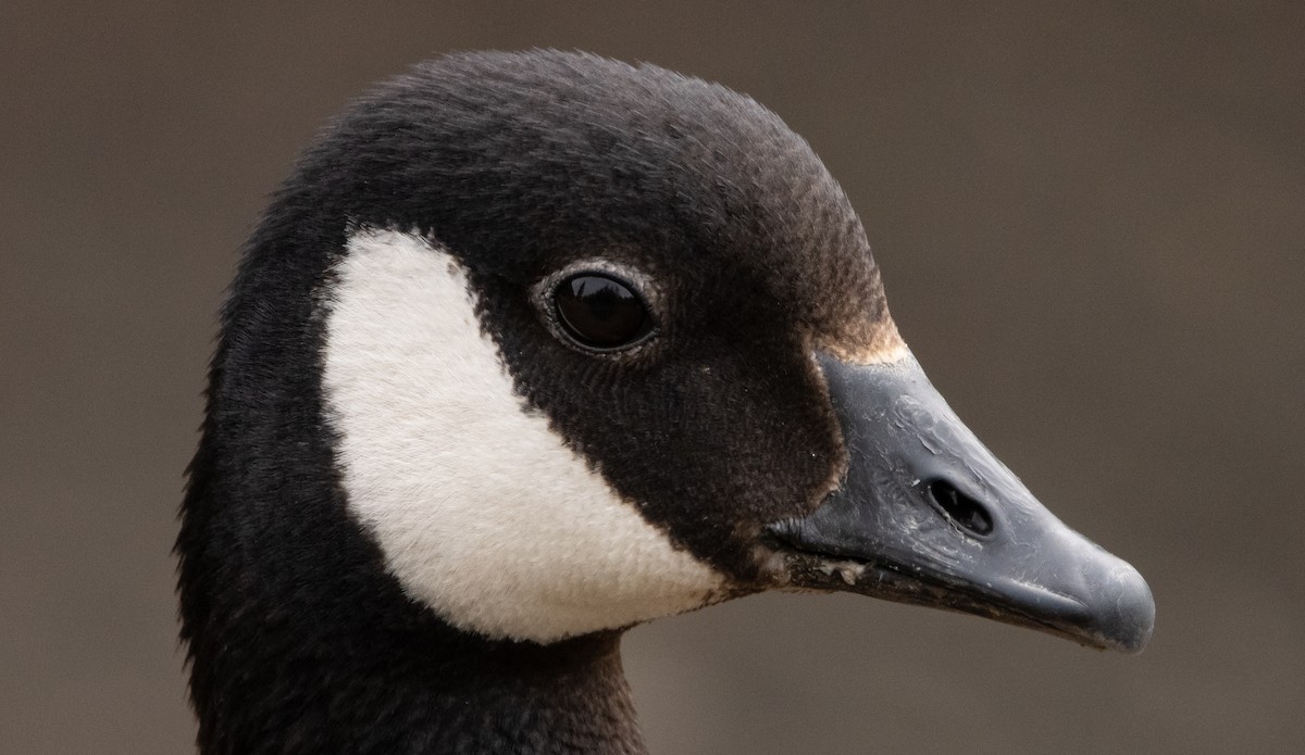 Cackling/Canada Goose - eBird