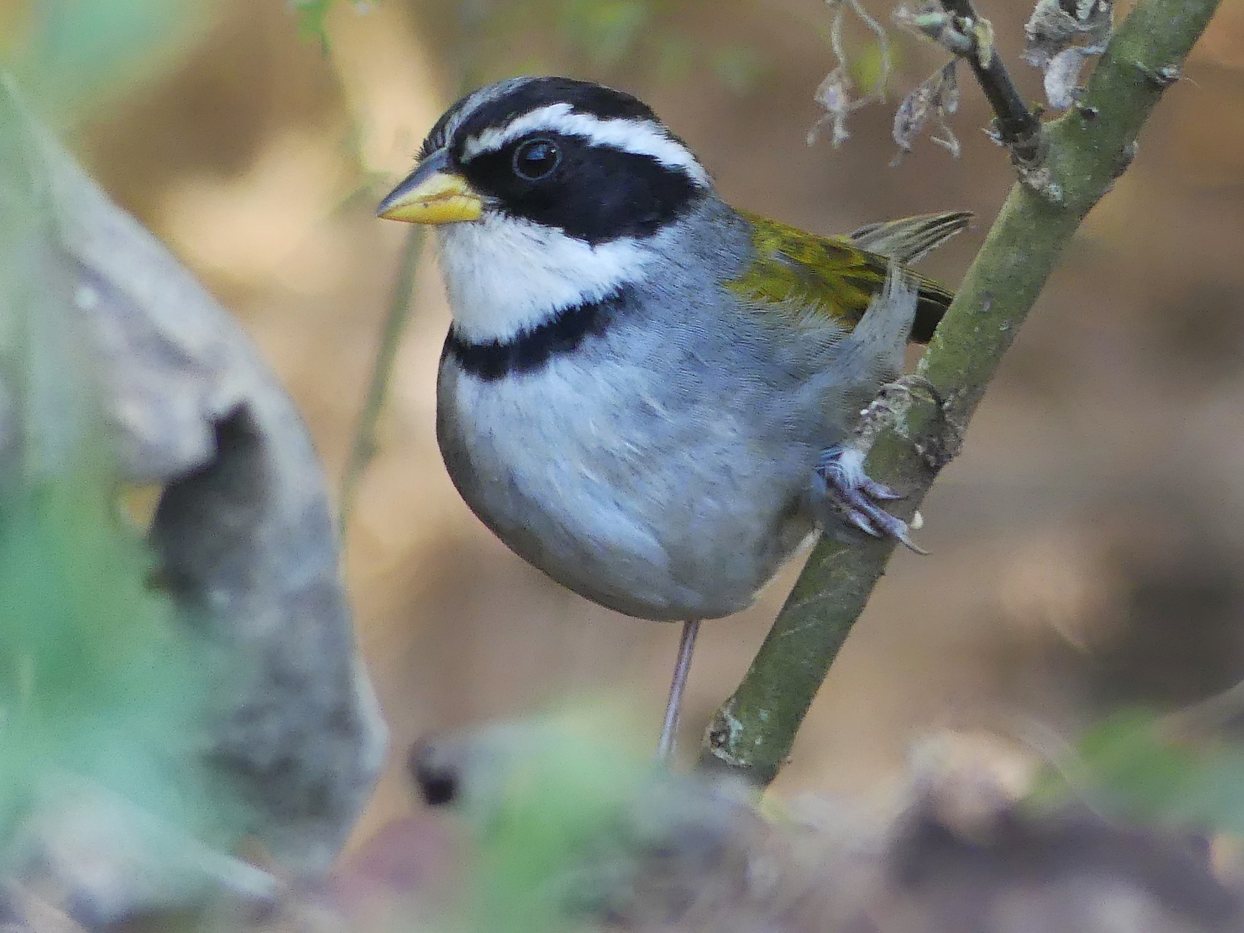 Moss-backed Sparrow - eBird