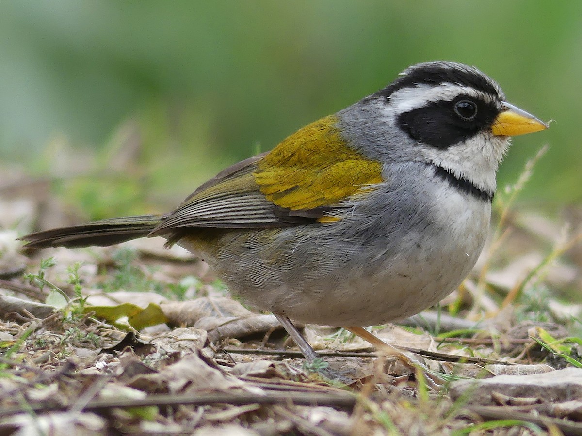 Moss-backed Sparrow - Arremon dorbignii - Birds of the World
