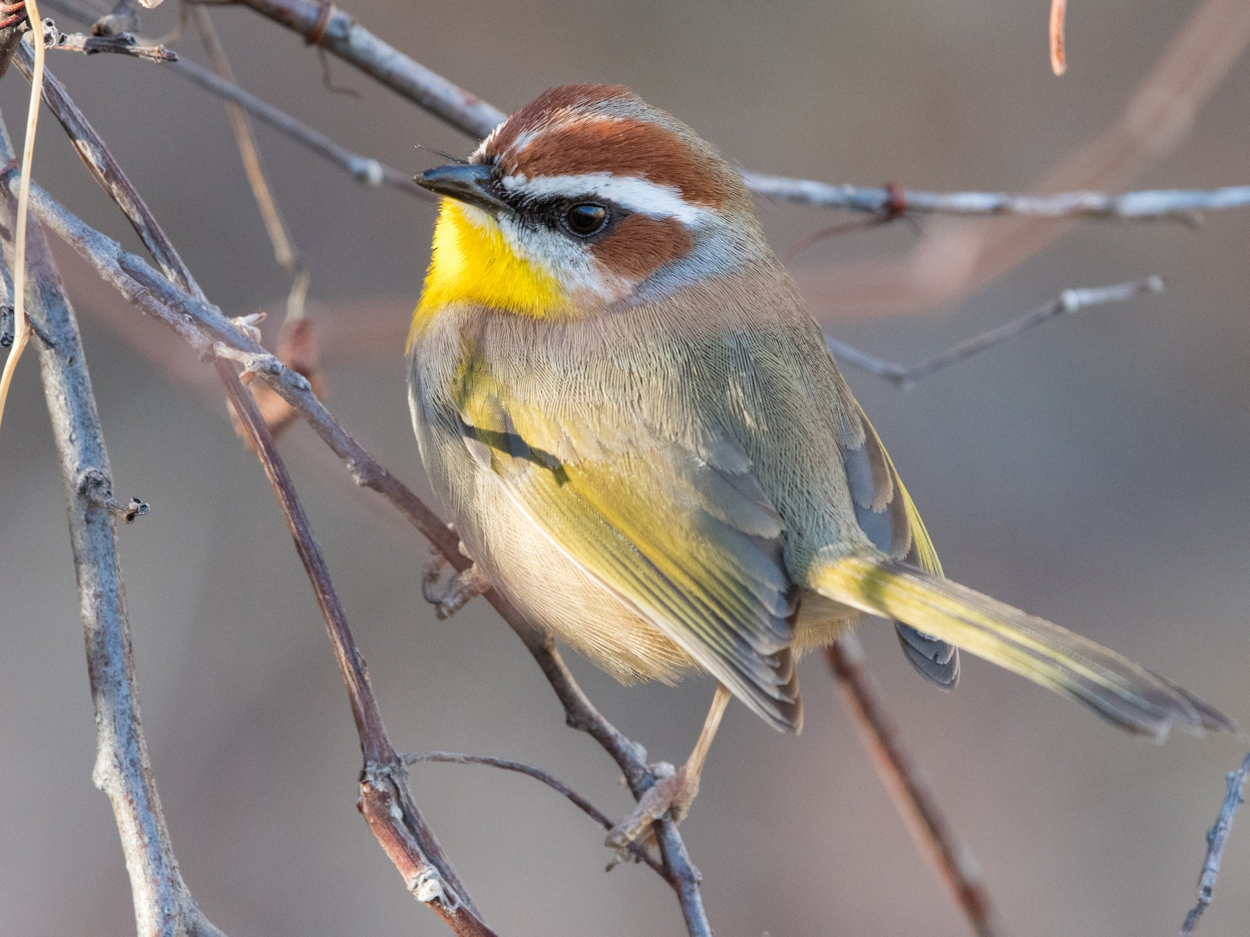 Rufous-capped Warbler - eBird