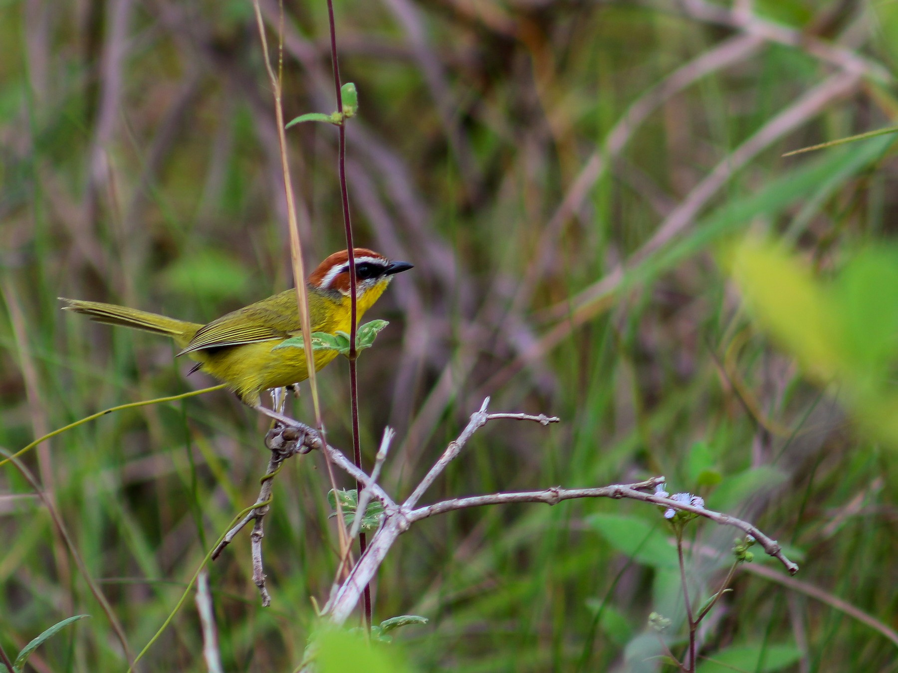 Reinita Coronirrufa - eBird