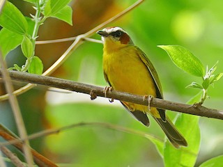 Chestnut-capped Warbler - eBird