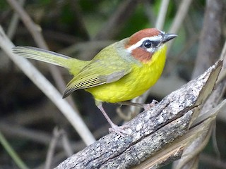 Chestnut-capped Warbler - eBird
