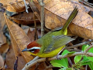 Chestnut-capped Warbler - eBird