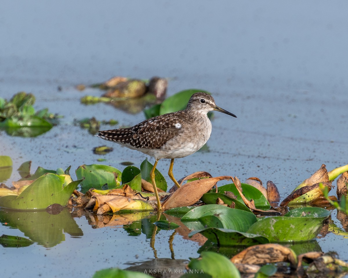 eBird Checklist - 20 Mar 2021 - Okhla Bird Sanctuary - 5 species