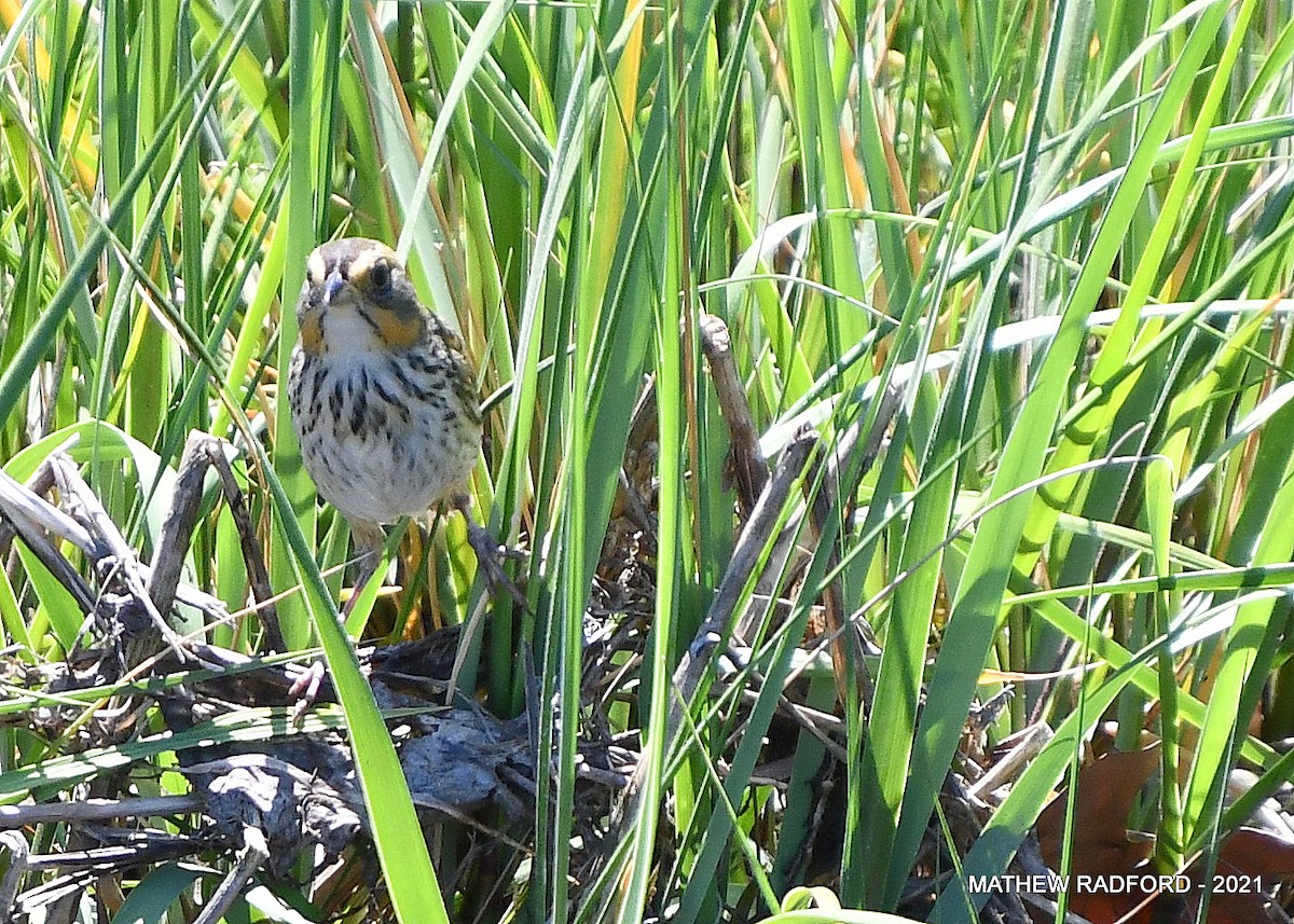 eBird Checklist - 17 Jun 2021 - 18 Bradford Ave, Warwick US-RI 41.66108 ...