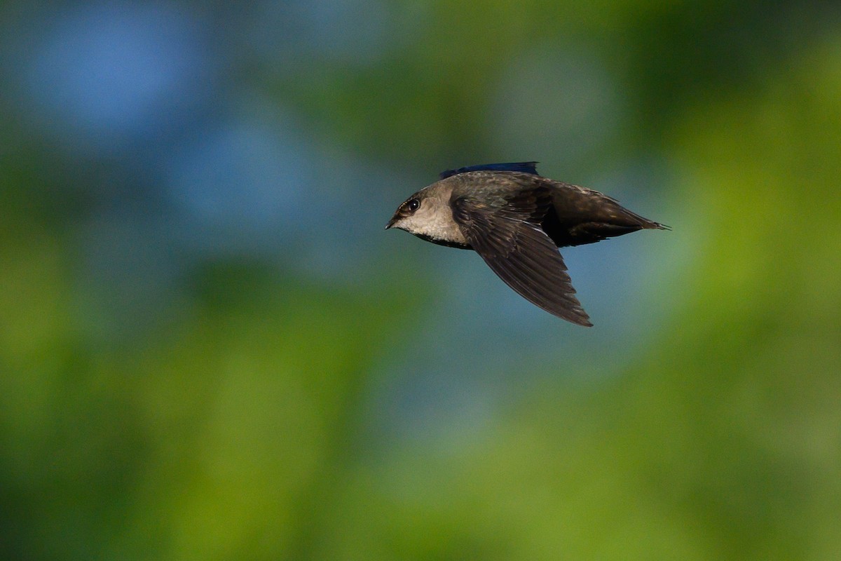 August 2021 Bird of the Month - Chimney Swifts - Maryland-DC Breeding Bird Atlas