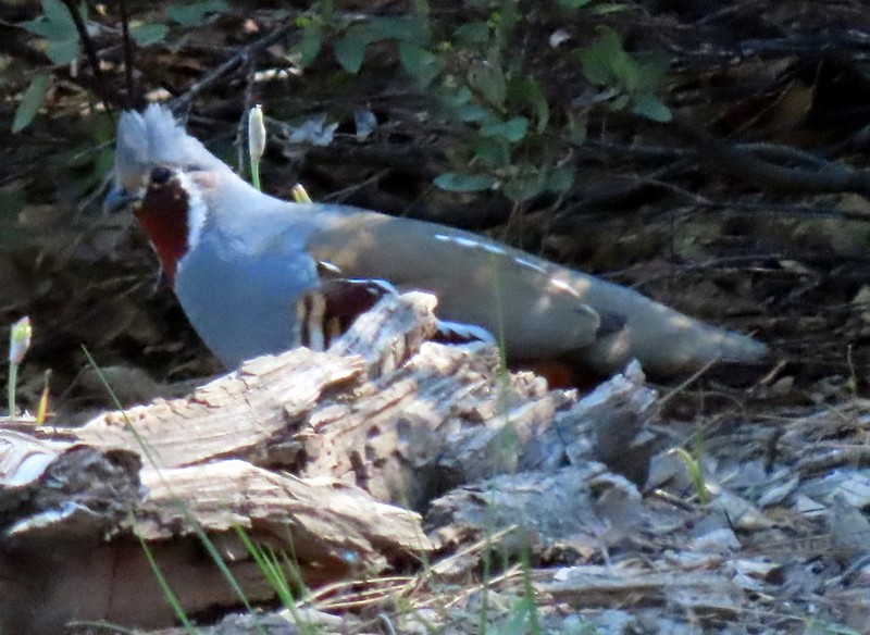 eBird Checklist - 3 Jun 2021 - Ellis road grizzly flats, amador ca Usa ...