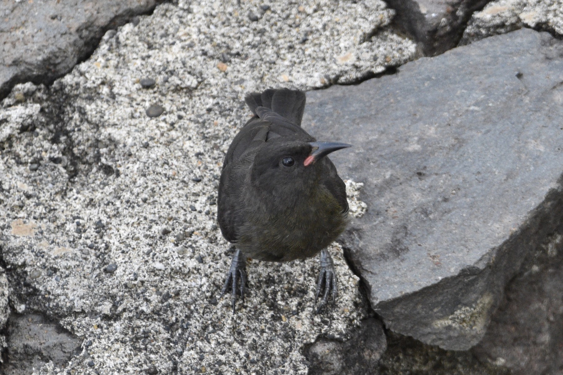 Bananaquit (Grenada) - eBird