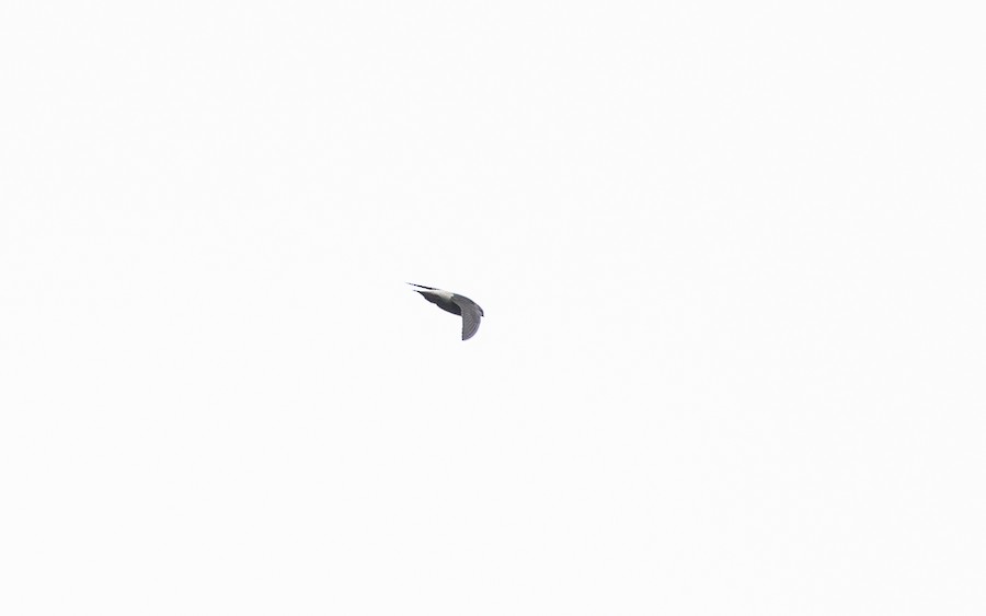 Gray-rumped Swift (phaeopygos) - eBird