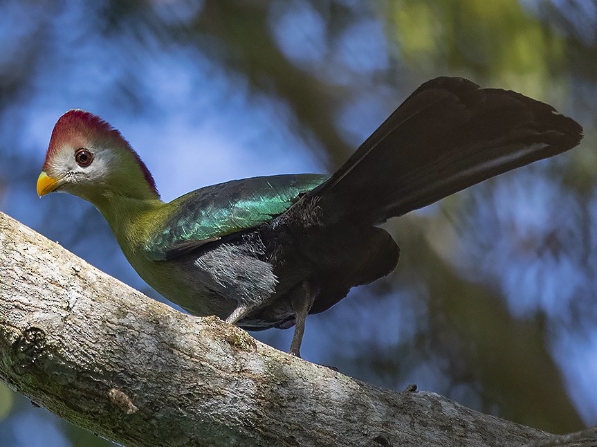 Red-crested Turaco - eBird