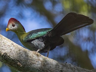 Touraco de Pauline - eBird