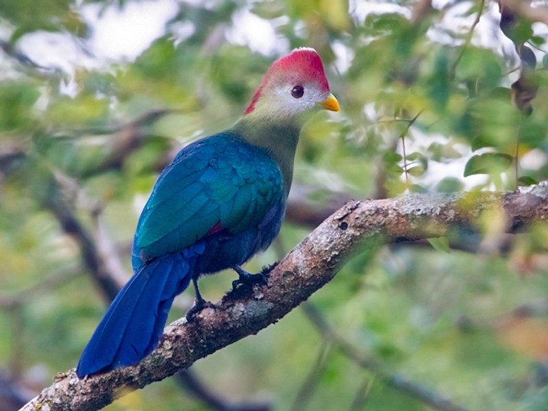 Red-crested Turaco - eBird