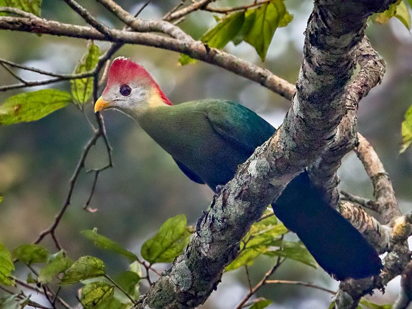 Red-crested Turaco - eBird