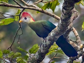 Touraco de Pauline - eBird