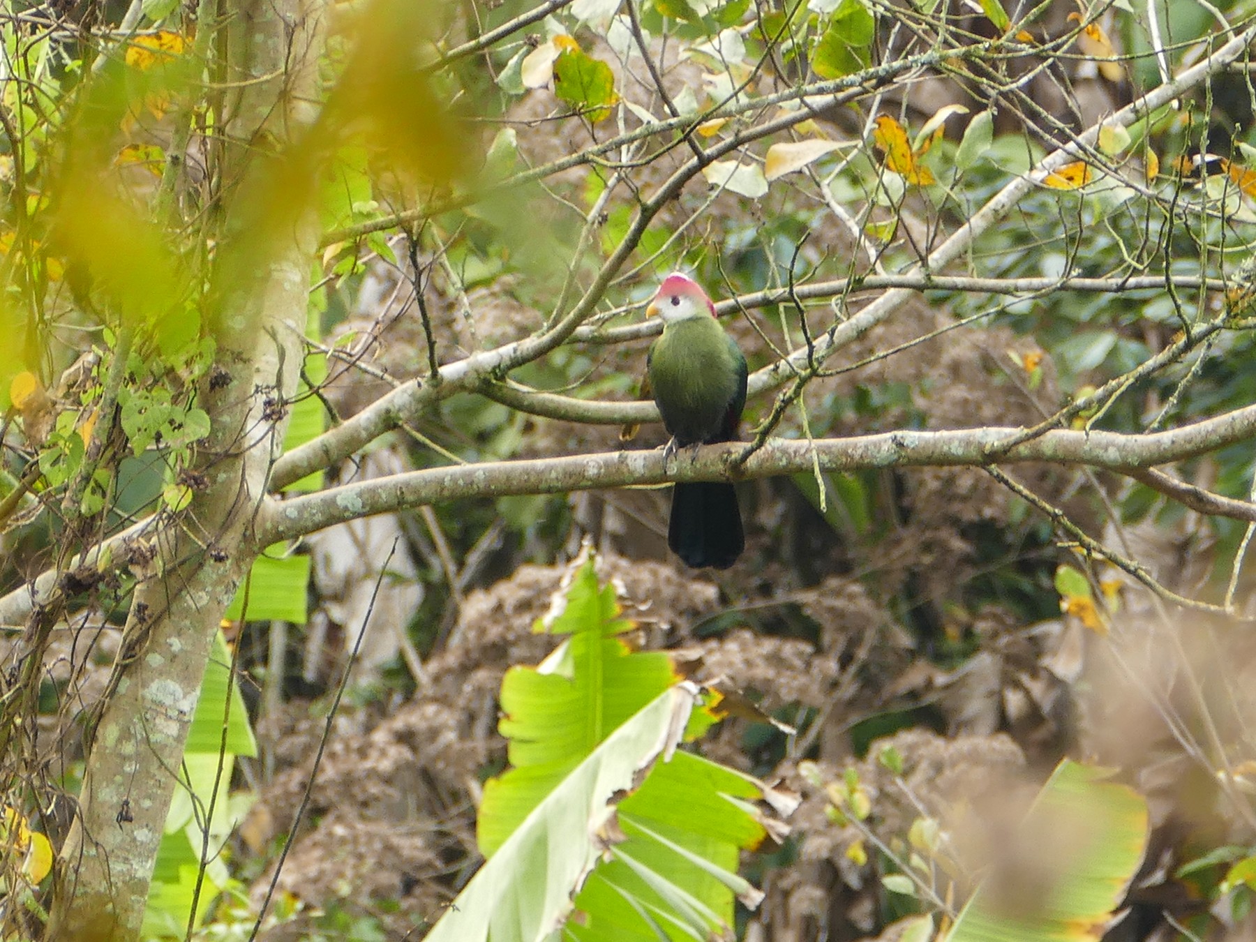 Red-crested Turaco - eBird