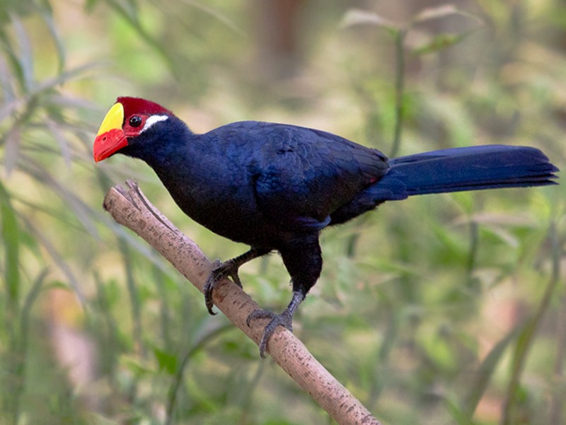 Violet Turaco - eBird