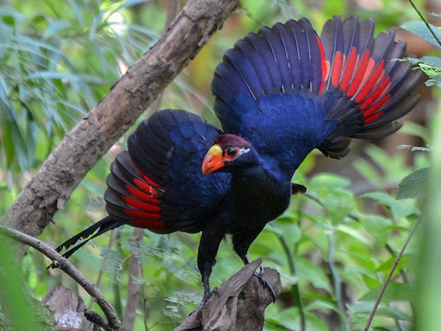 Photos - Violet Turaco - Musophaga violacea - Birds of the World