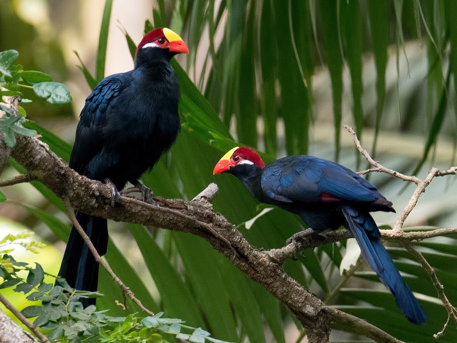 Violet Turaco - eBird