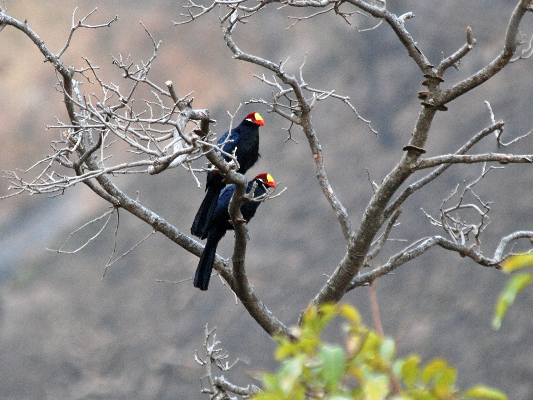 Violet Turaco - eBird