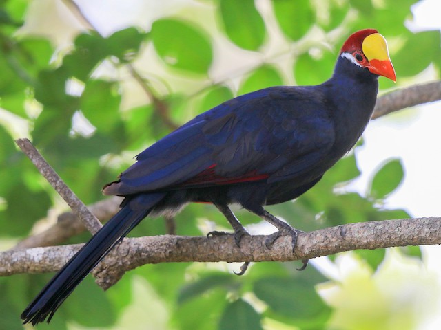 Photos - Violet Turaco - Musophaga violacea - Birds of the World