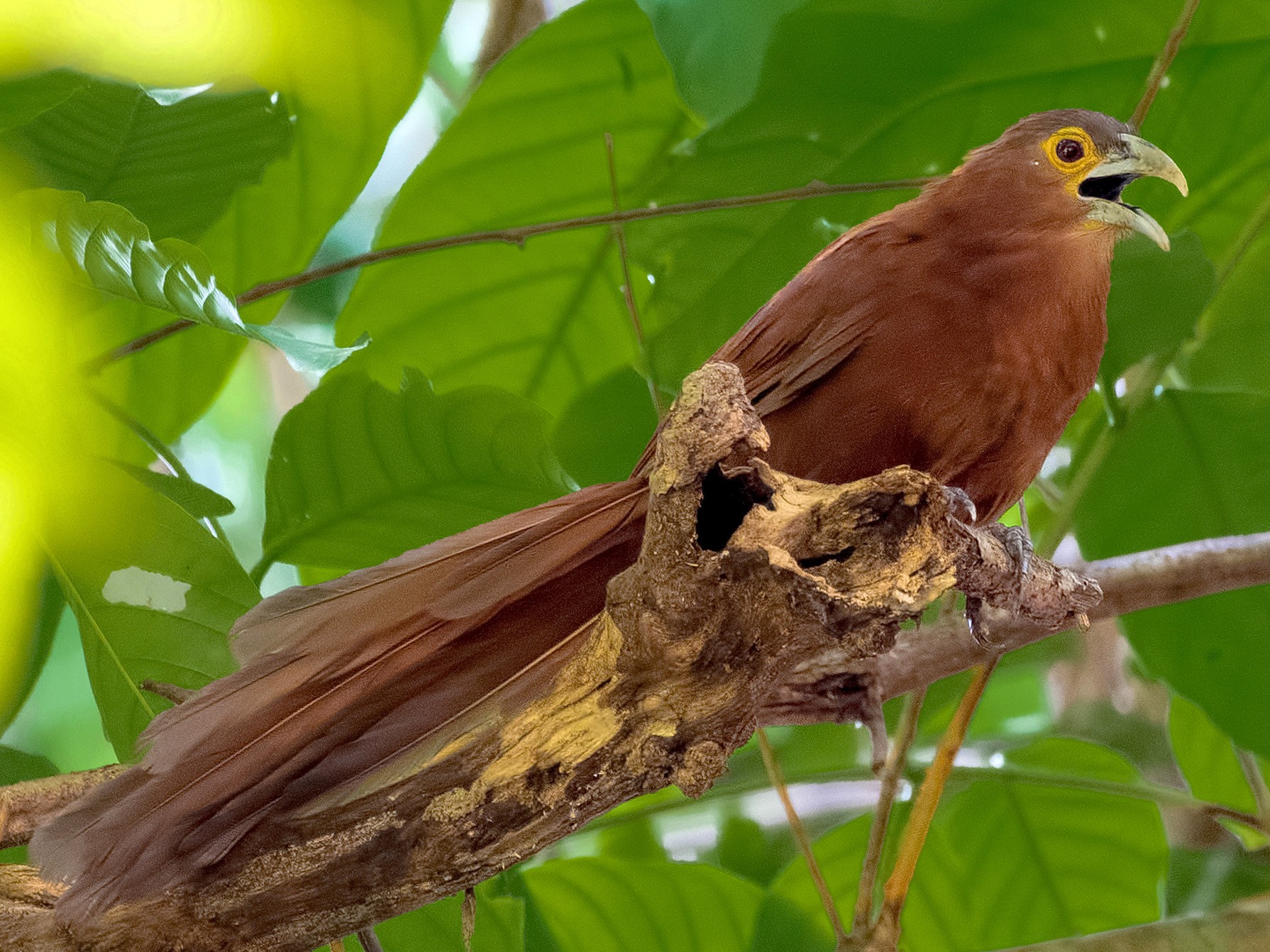 Rufous Coucal - eBird