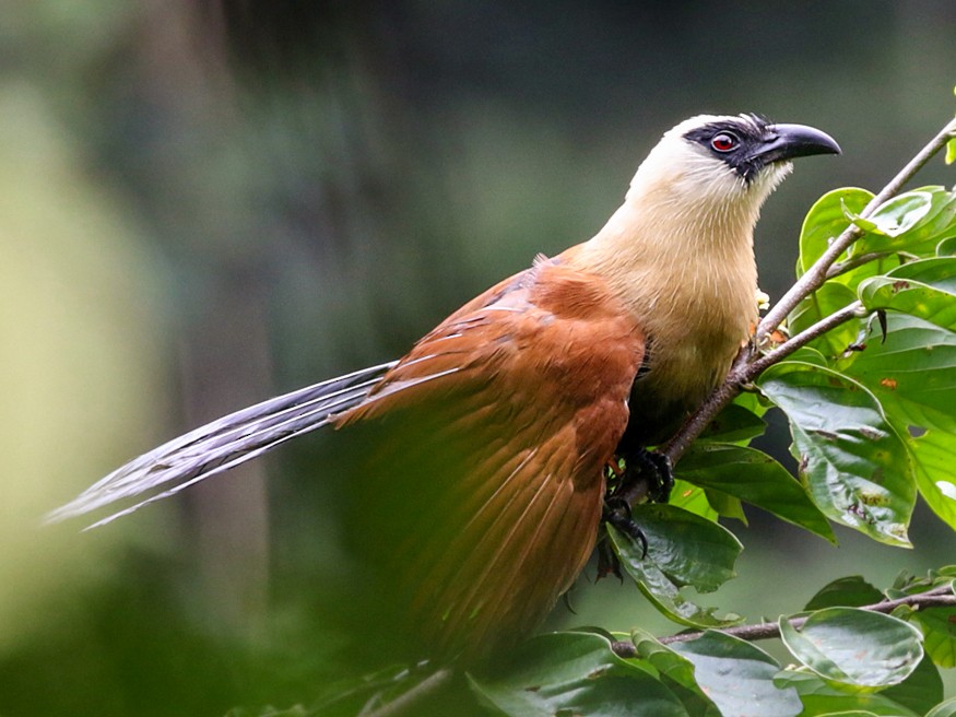 Black-faced Coucal - eBird